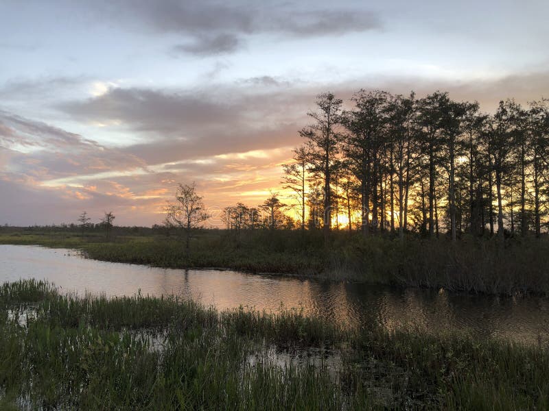 Louisiana Swamp Sunset Silhouette and Reflections Stock Image - Image ...