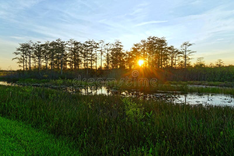 Louisiana Swamp Sunset Silhouette and Reflections Stock Image - Image ...