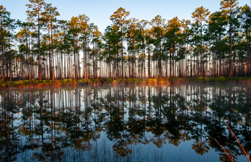 Reflection of Trees in the Lake Water in the Evening at Sunset ...