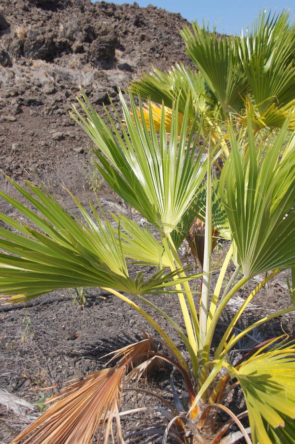 Loulu Spiky Plant (Pritchardia Affinis) Stock Image - Image of leaf ...