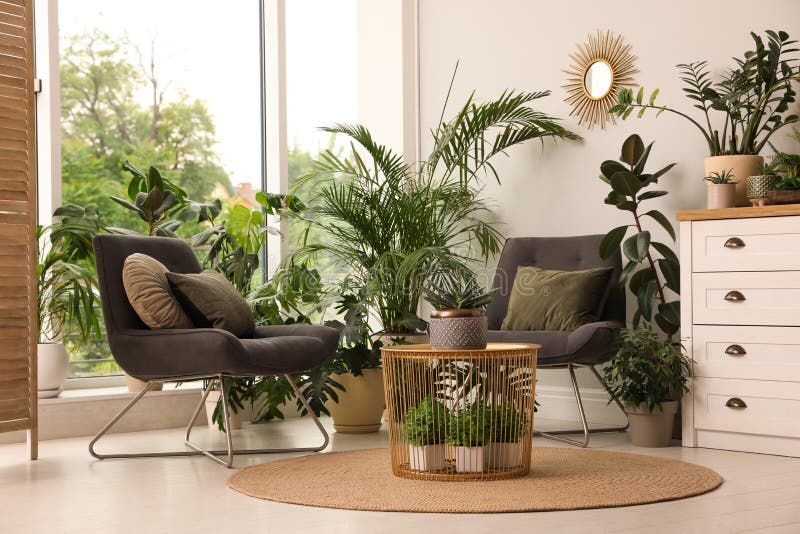 Lounge Area Interior with Armchairs and Houseplants Stock Photo - Image ...