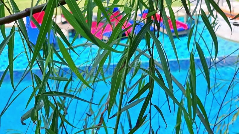 A Lounge Chair by the Pool with Leaves Swaying in the Wind at the ...