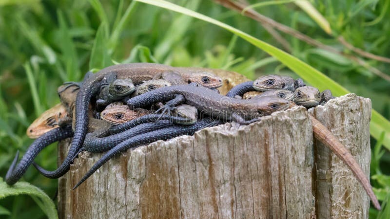 Lounge of Lizards stock image. Image of zootoca, juvenile - 58257507