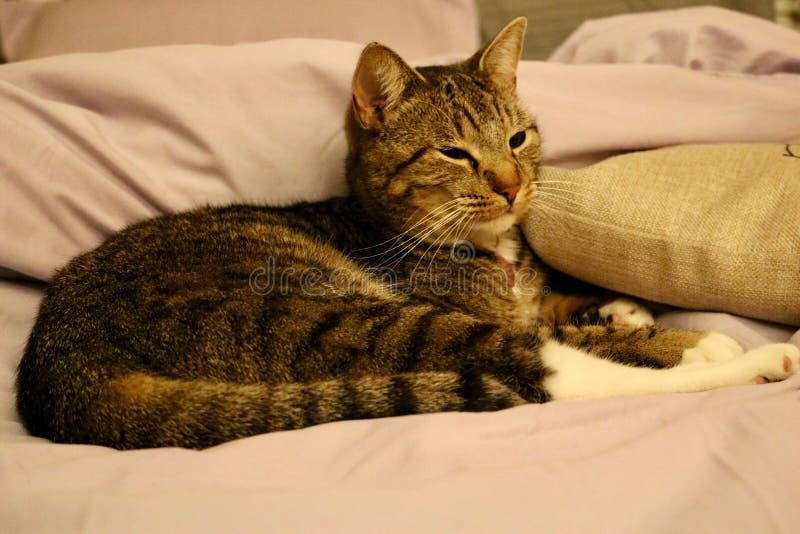 Lounging Cat stock image. Image of lounging, purple, sleepy - 96987315