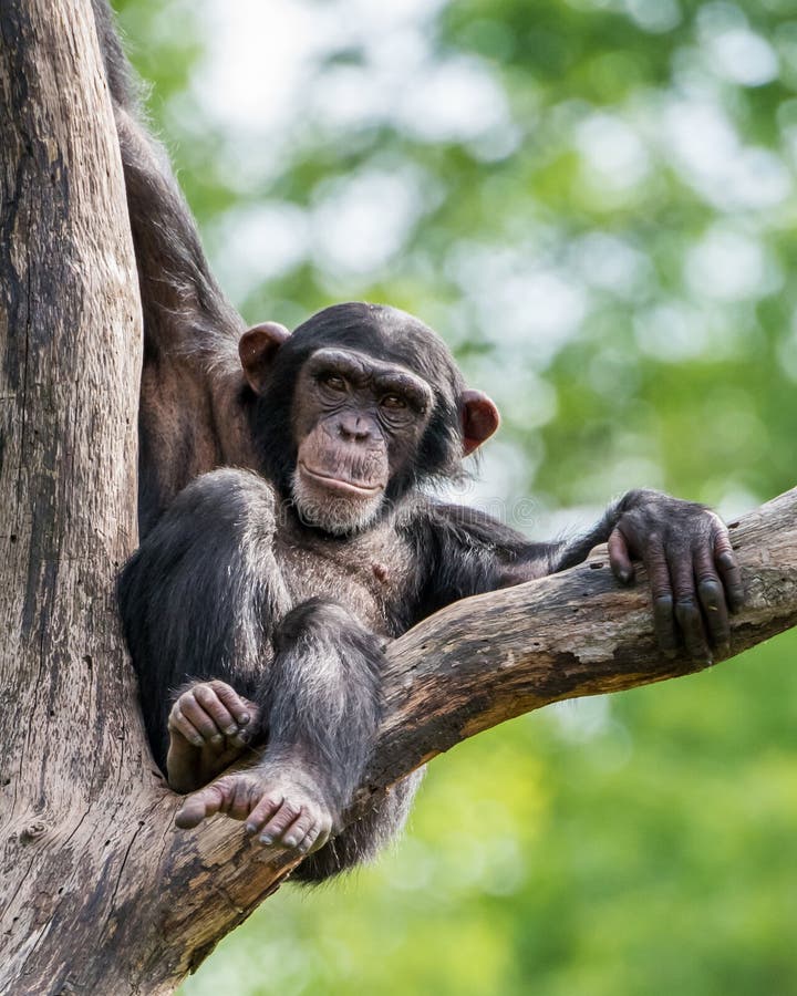 Lounging Chimp stock image. Image of animal, young, infant - 87535107