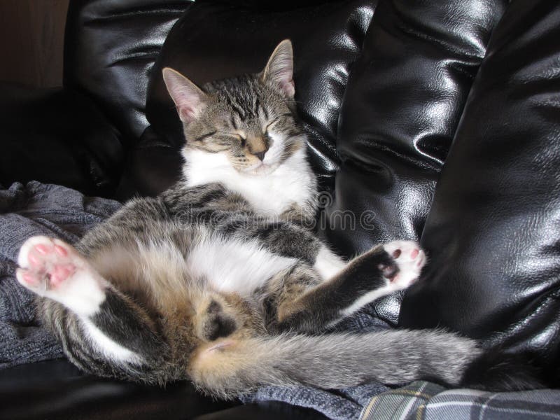 Lounging House Cat stock image. Image of leather, tabby - 38628979