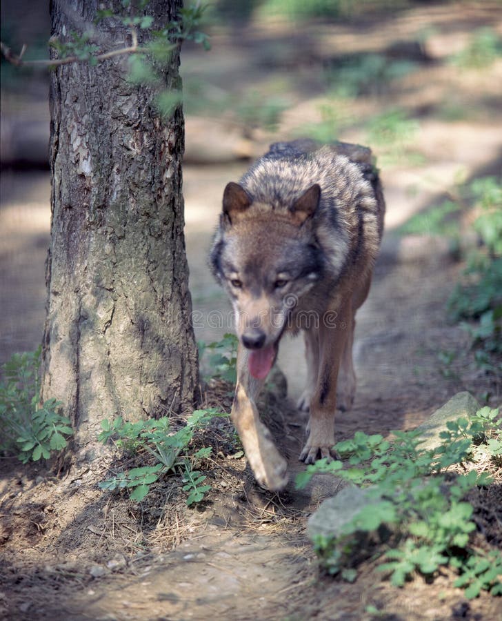 Loup gris dans l'habitat image stock. Image du regard - 9551741