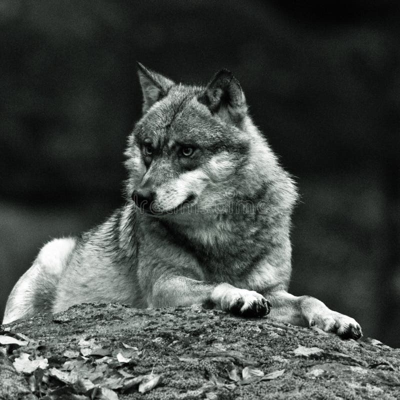 Loup image stock. Image du animal, carnivore, montres - 13228503