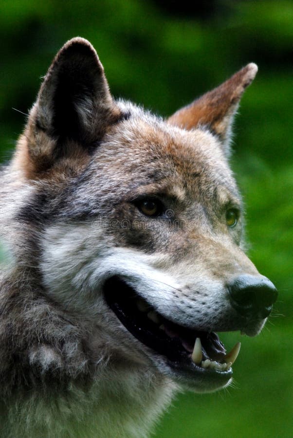 2,627 Photos de Profil De Loup - Photos de stock gratuites et libres de ...