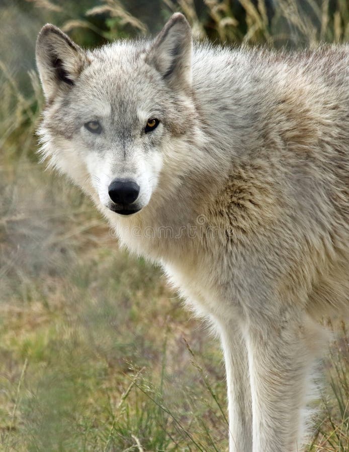 82,606 Loup Photos libres de droits et gratuites de Dreamstime - Page 3