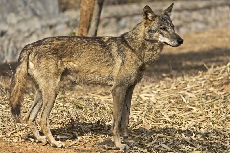 Loup image stock. Image du loup, animal, asie, faune - 55834771