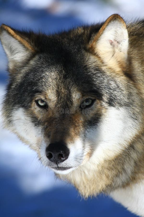 2,999 Photos de Profil De Loup - Photos de stock gratuites et libres de ...