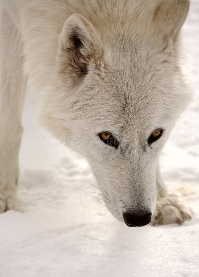 Les Loups Arctiques Se Ferment Ensemble En Hiver Image stock - Image du ...