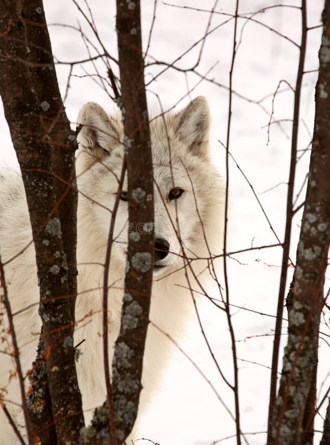 Les Loups Arctiques Se Ferment Ensemble En Hiver Image stock - Image du ...