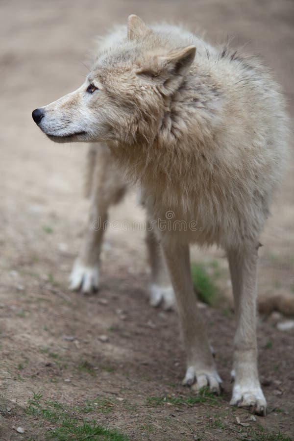 Loup Arctique (arctos De Lupus De Canis) Image stock - Image du ...