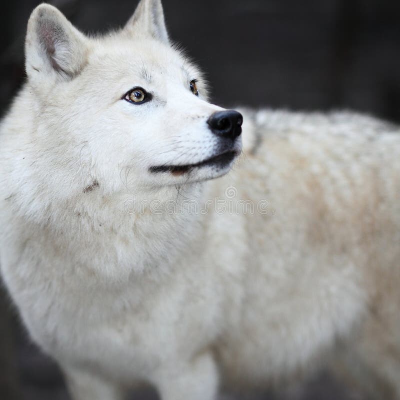 Loup Arctique (arctos De Lupus De Canis) Image stock - Image du ...