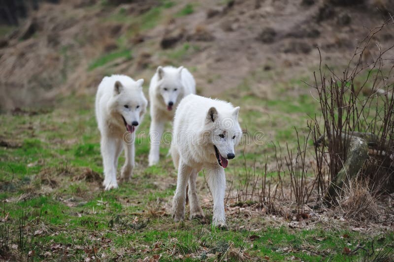 Loup Arctique (arctos De Lupus De Canis) Image stock - Image du nature ...