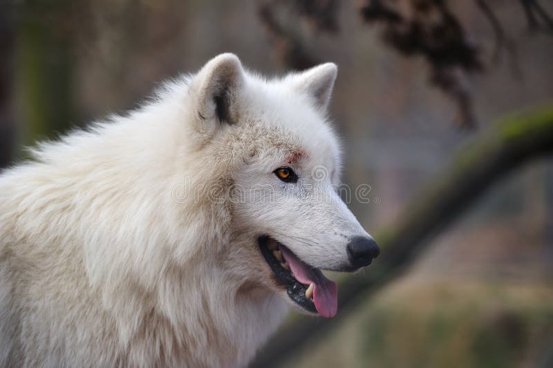 Loup Arctique (arctos De Lupus De Canis) Photo stock - Image du ...