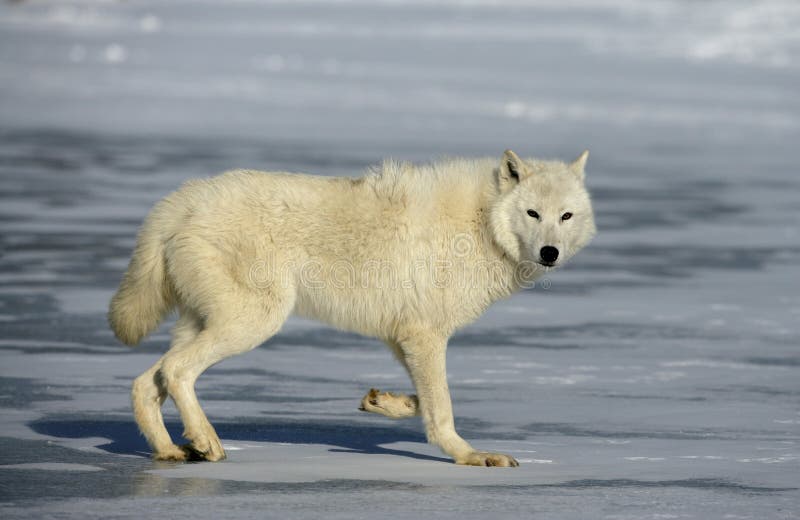 Loup Arctique, Arctos De Lupus De Canis Photo stock - Image du sauvage ...