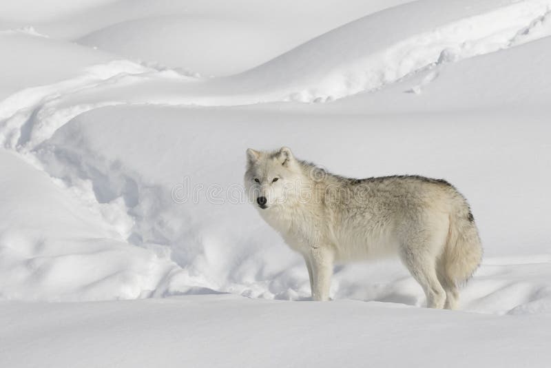 Loup Arctique Dans La Neige Image stock - Image du polaire, carnassier ...