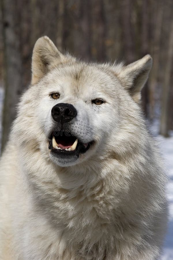 Loup Arctique III (arctos De Lupus De Canis) Photo stock - Image du ...