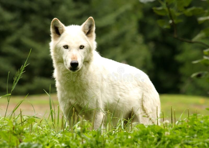 Loup blanc photo stock. Image du jaune, carnivore, carnassier - 1200270