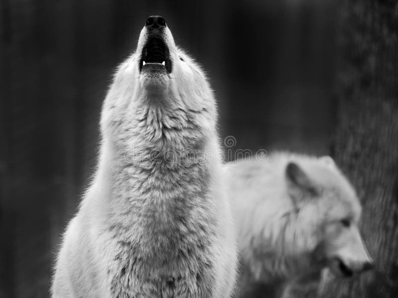 Loup d'hurlement image stock. Image du carnivore, animaux - 24052445