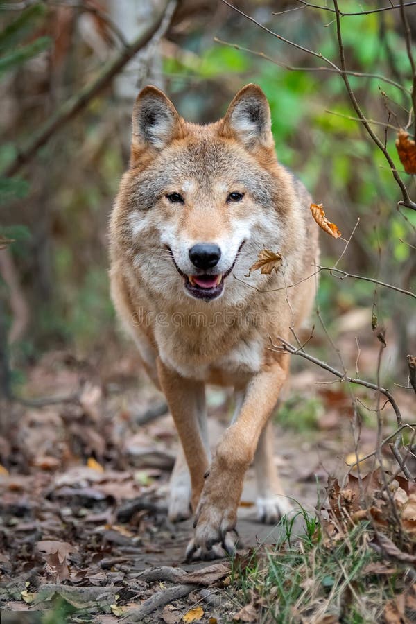 Loup Dans La Forêt De Près. Animal Sauvage Dans L'habitat Naturel Photo ...