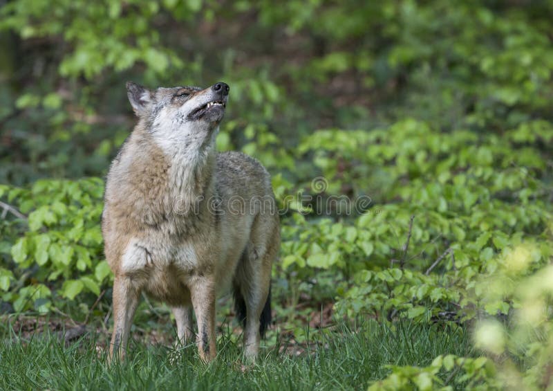 Loup Dans La Forêt De Près. Animal Sauvage Dans L'habitat Naturel Photo ...