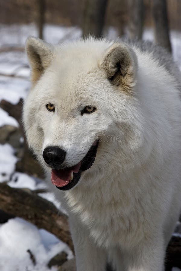 Loup Arctique III (arctos De Lupus De Canis) Photo stock - Image du ...