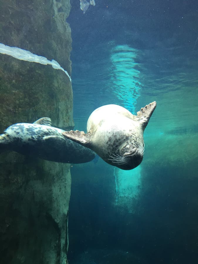Loup de mer 2 image stock. Image du natation, animaux - 52861647