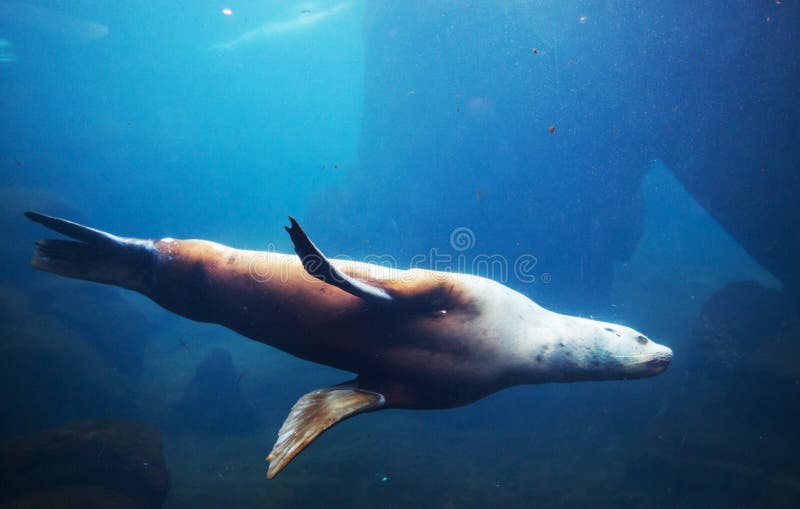 Loup de mer 2 photo stock. Image du tourisme, normal - 54186718