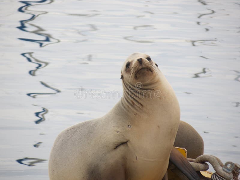 Loup de mer 2 photo stock. Image du détente, soleil, manger - 54820676