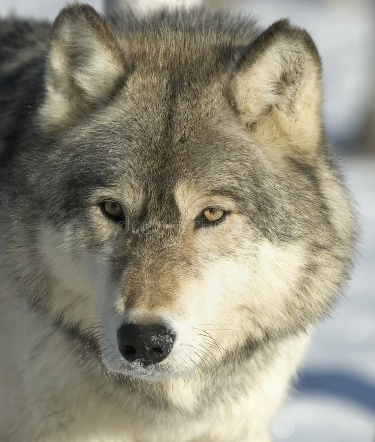 Profil De Loup De Bois De Construction Image stock - Image du canin ...