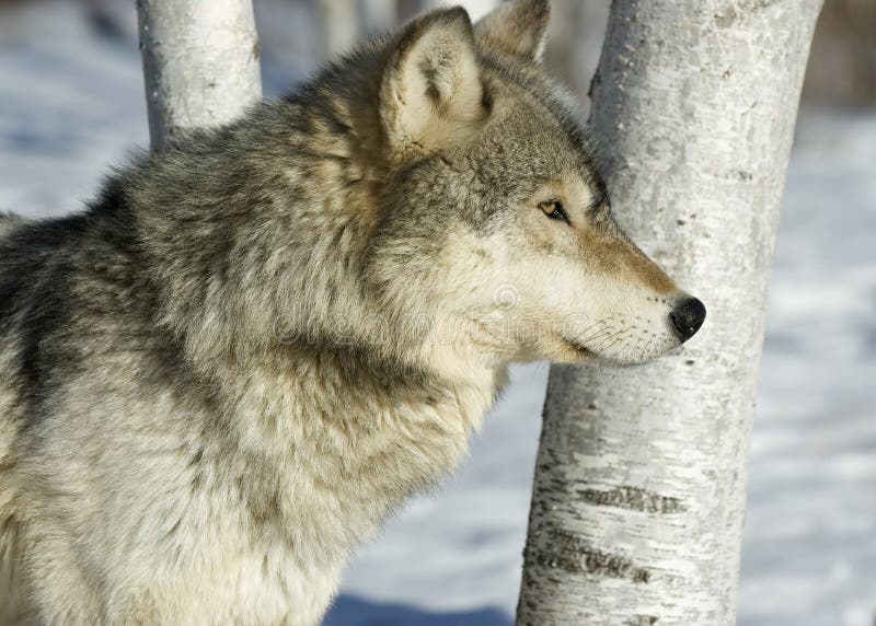 2,231 Profil De Loup Photos libres de droits et gratuites de Dreamstime