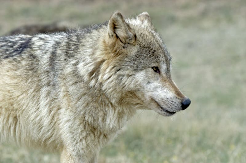 Profil de loup image stock. Image du nature, gris, prédateur - 5895165