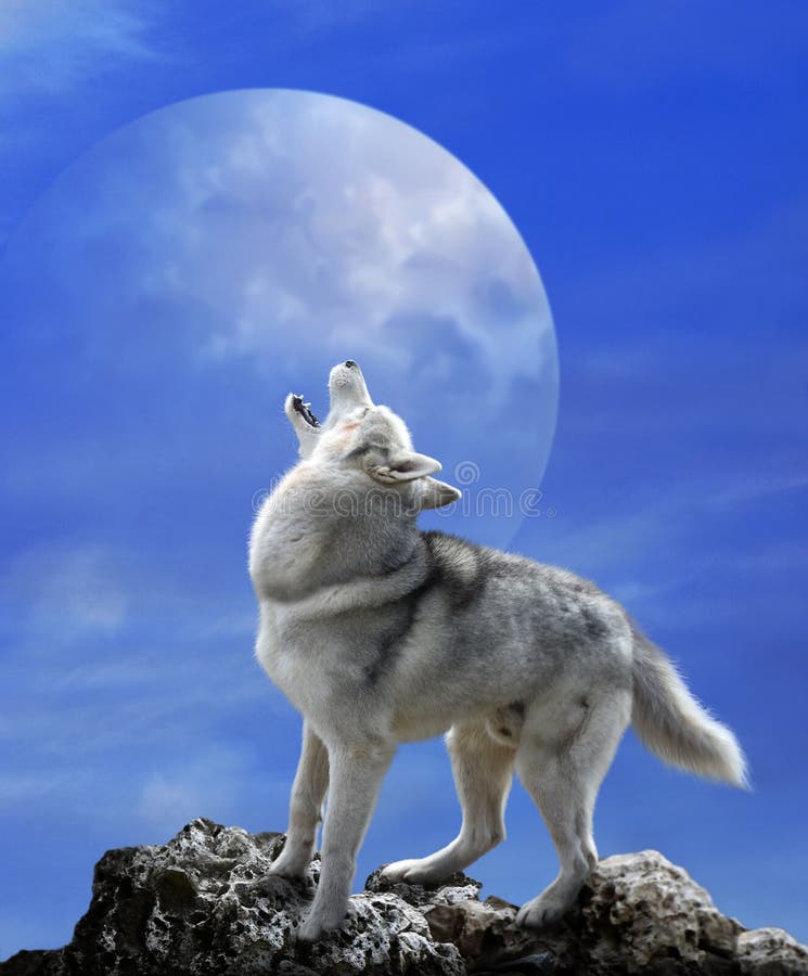 Loup gris et grande lune photo stock. Image du intense - 94009786