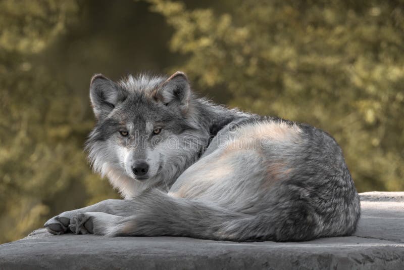 Loup Gris Mexicain (baileyi De Lupus De Canis) Image stock - Image du ...