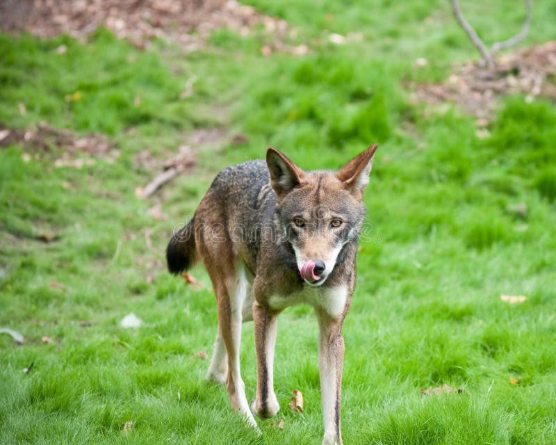 Loup rouge photo stock. Image du faune, oeil, rouge, couche - 15930866