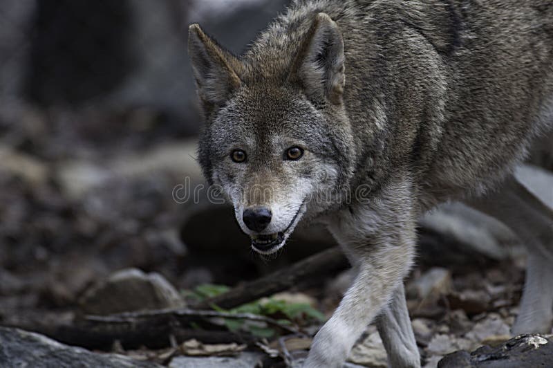 Oeil de loup - rouge image stock. Image du effrayant, crainte - 7019657