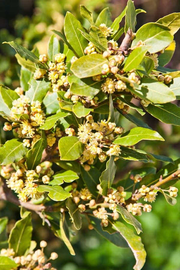 Louro de louro imagem de stock. Imagem de folhas, tempero - 14083323