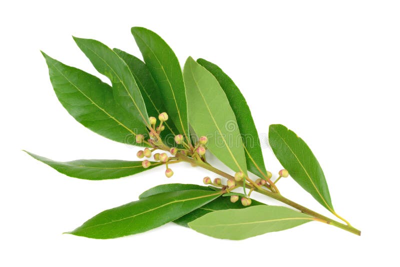 Ramo do louro foto de stock. Imagem de filial, macro - 28512718