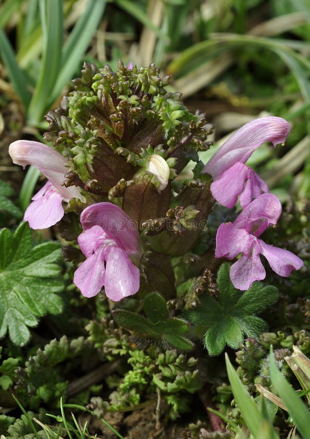 Common Lousewort stock photo. Image of flora, wild, heathland - 20089122