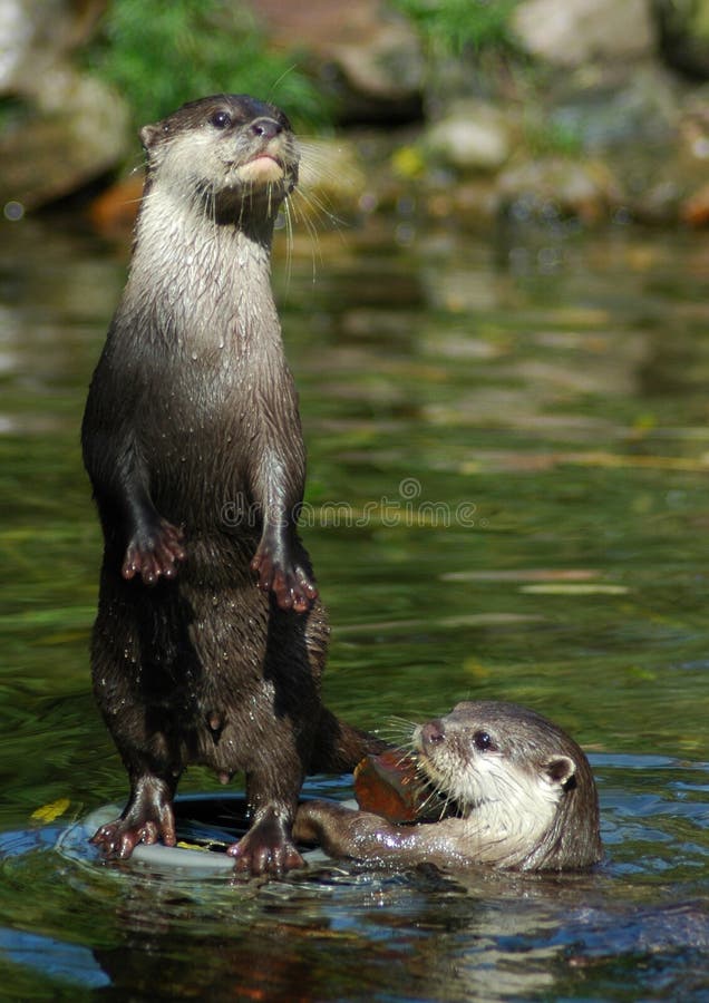 Loutre 3 image stock. Image du rester, patte, loutre - 10614161