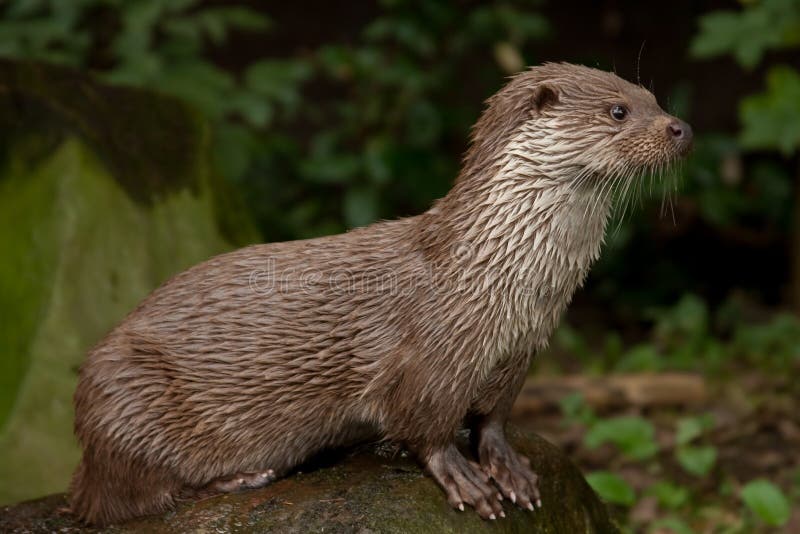 843 Loutre Debout Photos libres de droits et gratuites de Dreamstime
