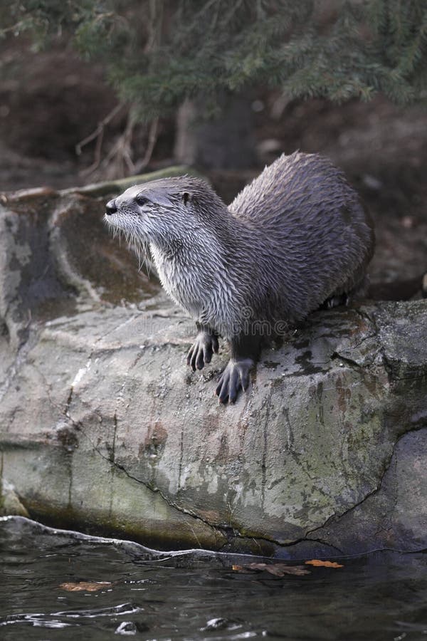 Loutre de rivière image stock. Image du faune, européen - 53505037