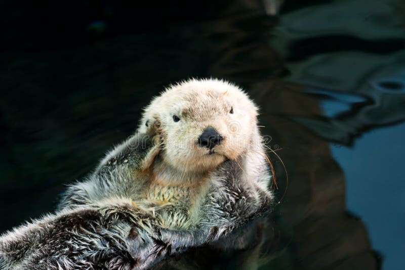 Loutre De Mer (lutris D'Enhydra) Image stock - Image du loutre ...