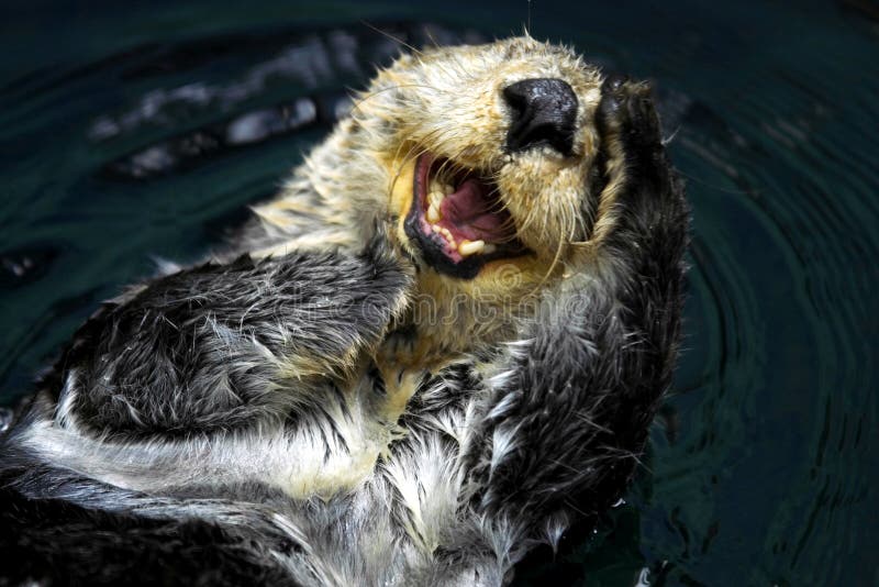 Loutre De Mer (lutris D'Enhydra) Image stock - Image du loutre ...