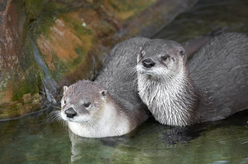 Loutre De Fleuve Canadien (canadensis De Lutra) Image stock - Image du ...