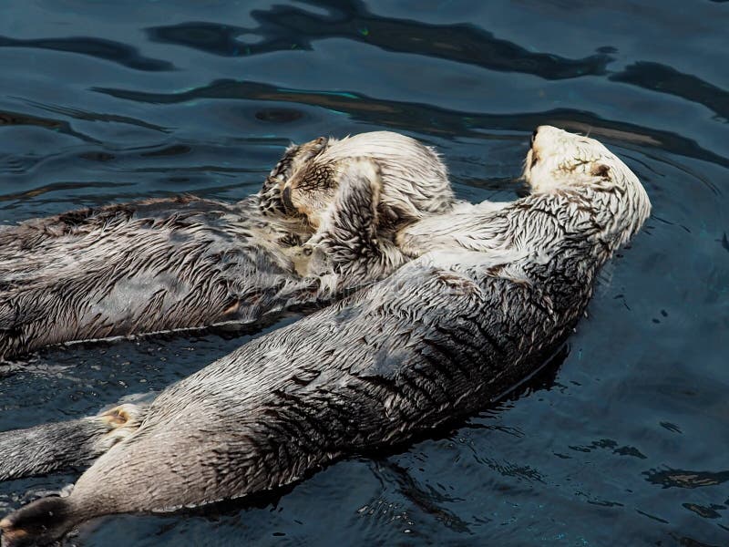 Loutres De Mer Ou Enhydra Lutris Image stock - Image of marin, loutre ...